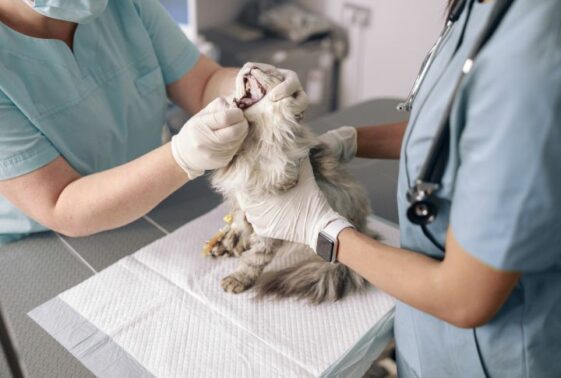 Everything You Need to Know About Tooth Resorption in Cats - Housely