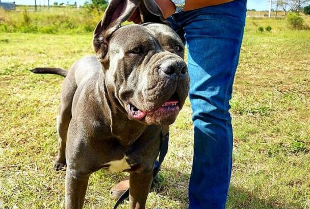 15 Remarkable Mastiff Breeds Worth Knowing About - Housely
