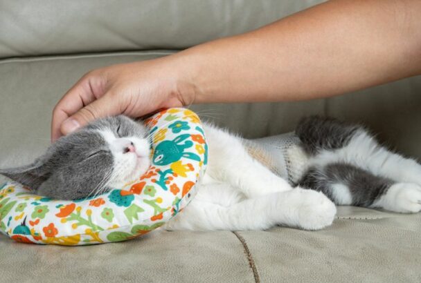 15 Ways to Soothe Your Cat's Itchy Skin - Housely