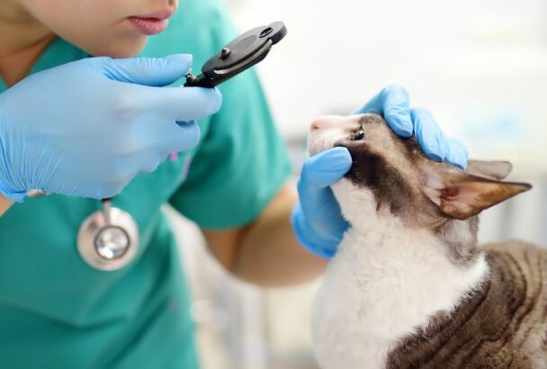 Everything You Need to Know About Tooth Resorption in Cats - Housely