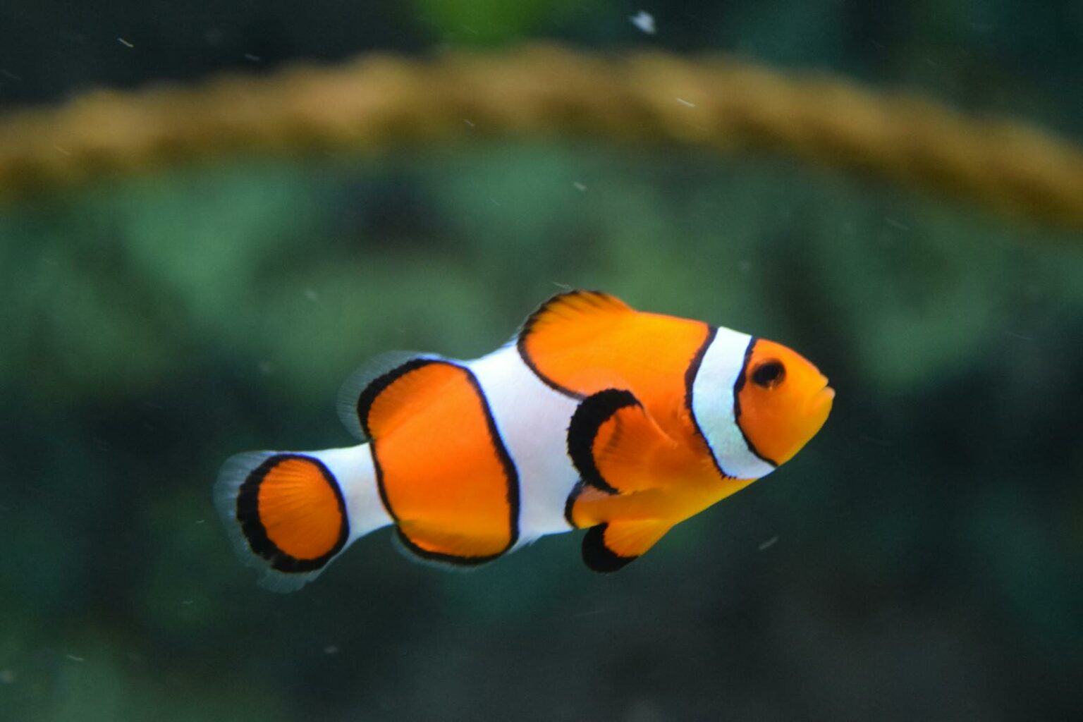 19 Most Popular House Pets in America - Housely