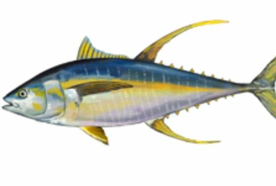 The 15 Exotic Varieties of Tuna - Housely