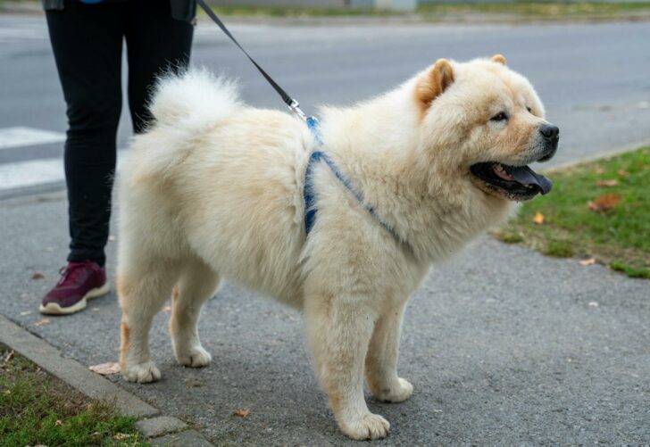 30 Cutest Dog Breeds - Housely