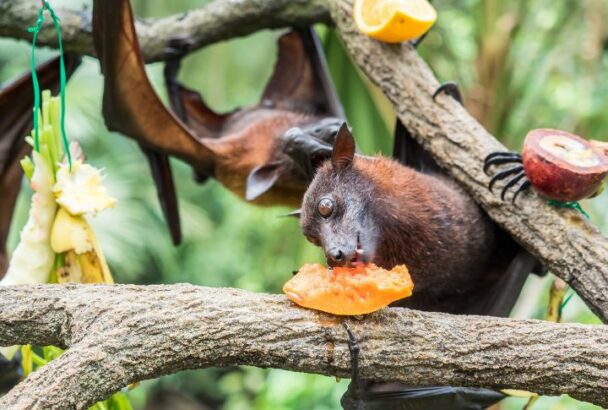 15 Facts About Bats That Make Them Unique - Housely