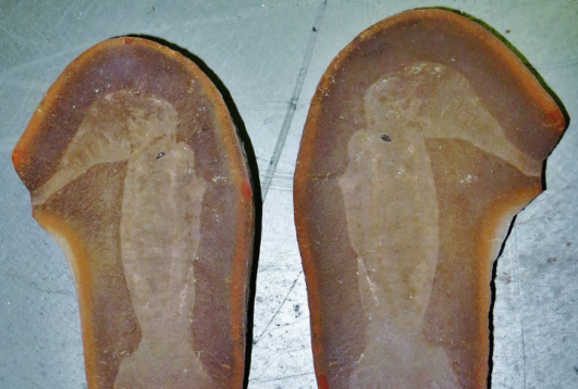 15 Extinct Creatures That Are Not Dinosaurs - Housely