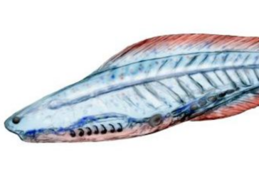 15 Extinct Creatures That Are Not Dinosaurs - Housely