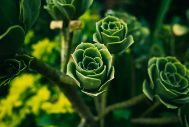 15 Rose Colors And What They Mean - Housely