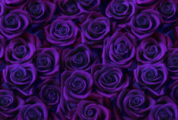 15 Rose Colors And What They Mean - Housely