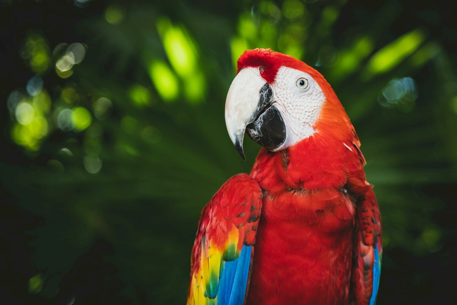 19 Most Popular House Pets in America - Housely