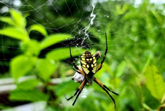15 Types of Spiders That Make Great Pets - Housely