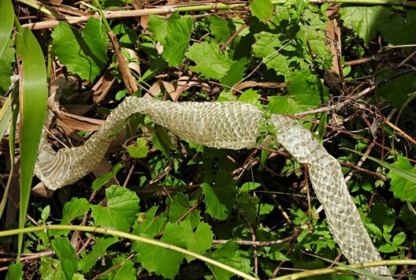 15 Ways to Identify a Venomous Snake in Your Backyard - Housely