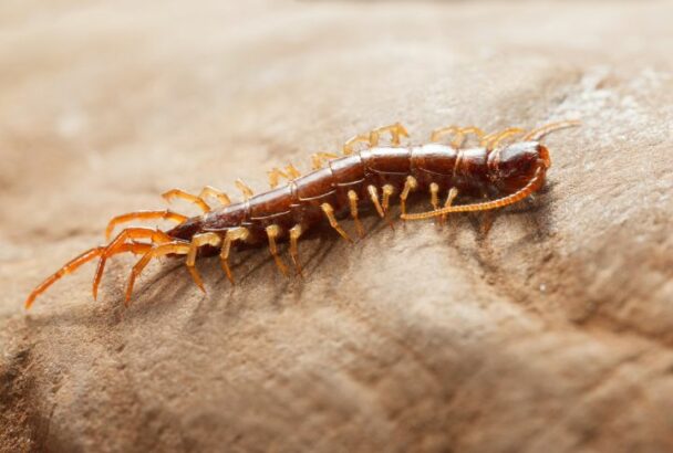 15 Facts About Bugs That Will Change How You View Them - Housely