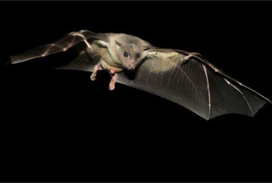 15 Facts About Bats That Make Them Unique - Housely