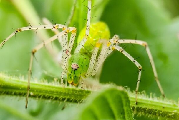 15 Types of Spiders That Make Great Pets - Housely
