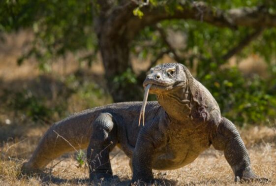 15 Animals That Evolved And Became Unique - Housely