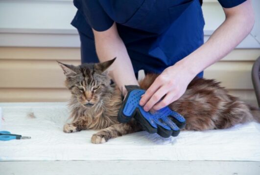 15 Ways to Soothe Your Cat's Itchy Skin - Housely