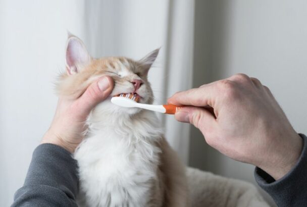Everything You Need to Know About Tooth Resorption in Cats - Housely