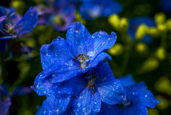 15 Things All Delphinium Owners Must Know - Housely