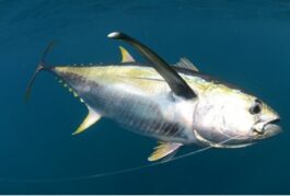 The 15 Exotic Varieties of Tuna - Housely