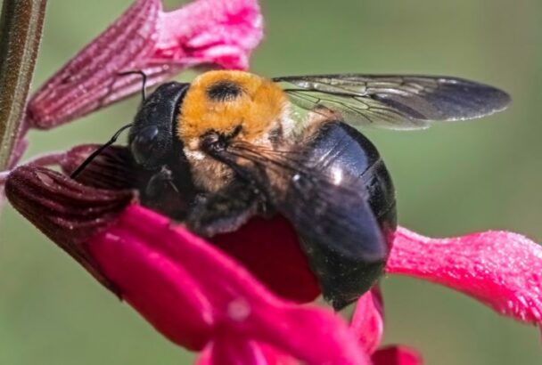 15 Proven Ways to Eliminate Carpenter Bees - Housely