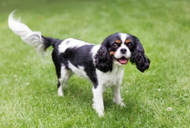 15 Low-Energy Dog Breeds Ideal for Relaxation - Housely