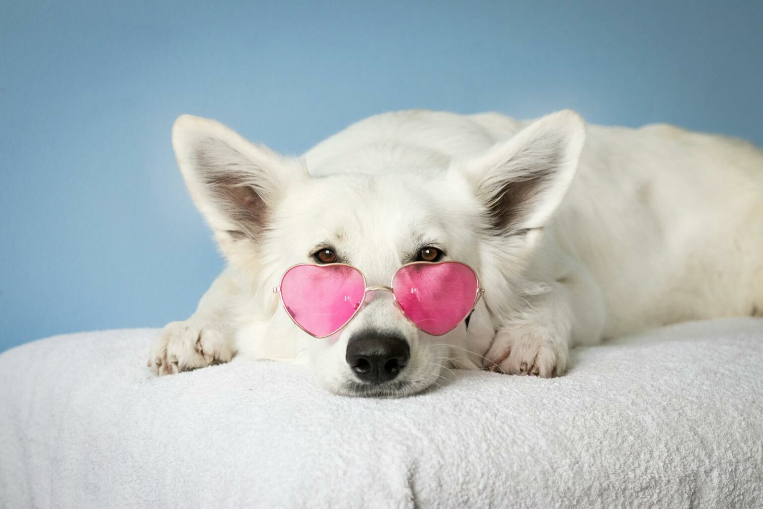 19 Most Popular House Pets in America - Housely