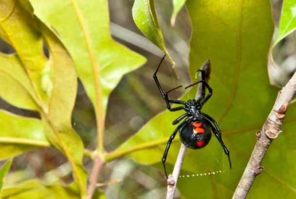 15 Types of Spiders That Make Great Pets - Housely