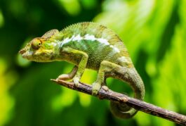 15 Animals That Evolved And Became Unique - Housely