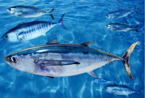 The 15 Exotic Varieties of Tuna - Housely