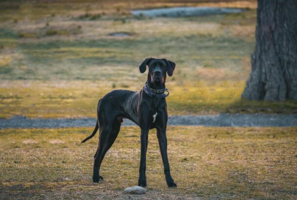 15 Low-Energy Dog Breeds Ideal for Relaxation - Housely