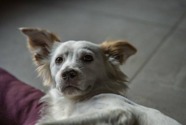 15 Dog Stroke Symptoms Every Owner Should Know - Housely