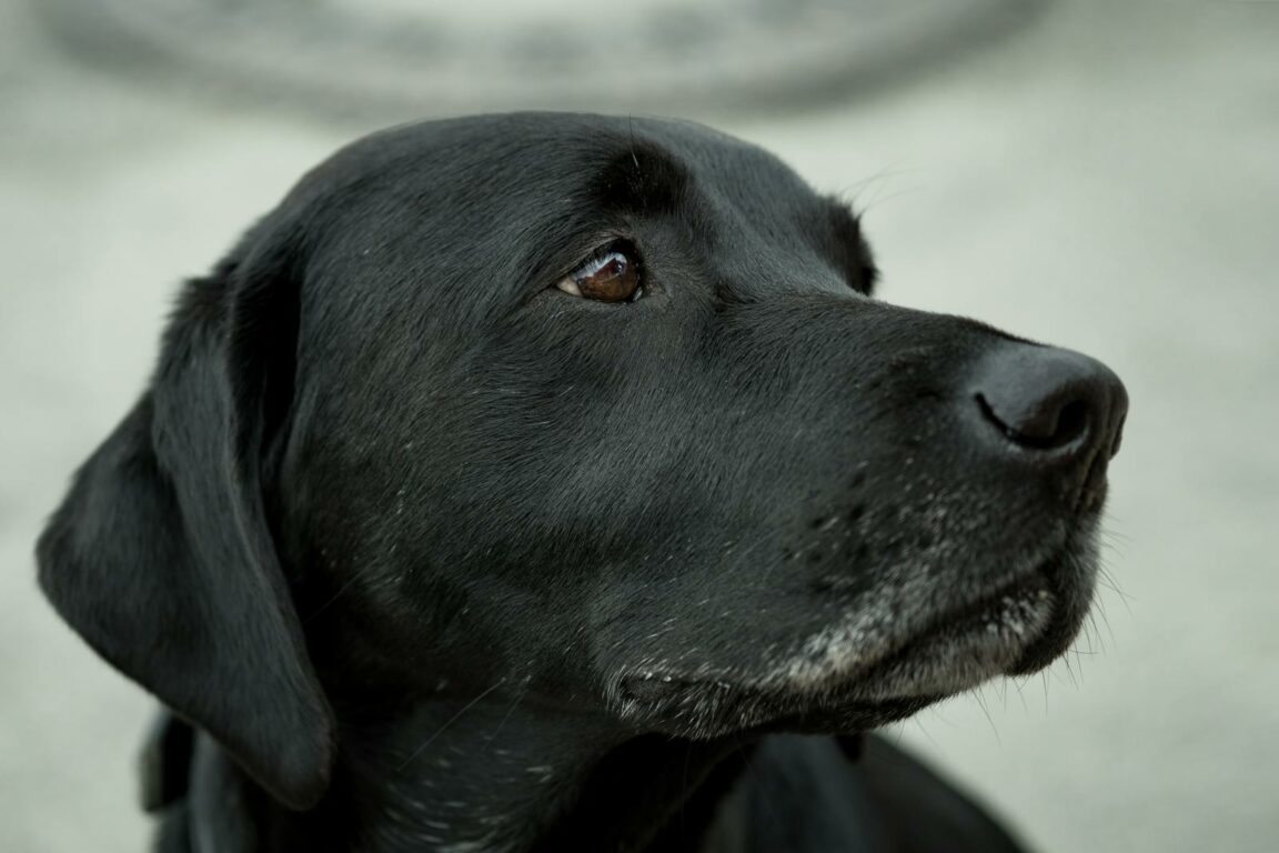 30 Cutest Dog Breeds - Housely