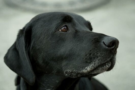 30 Cutest Dog Breeds - Housely