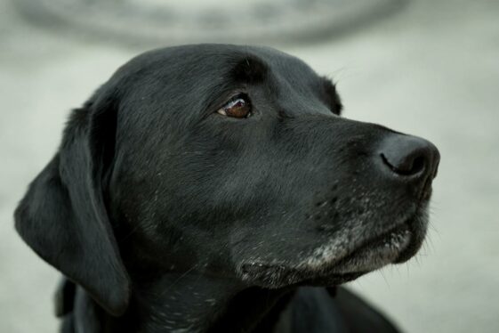 30 Cutest Dog Breeds - Housely
