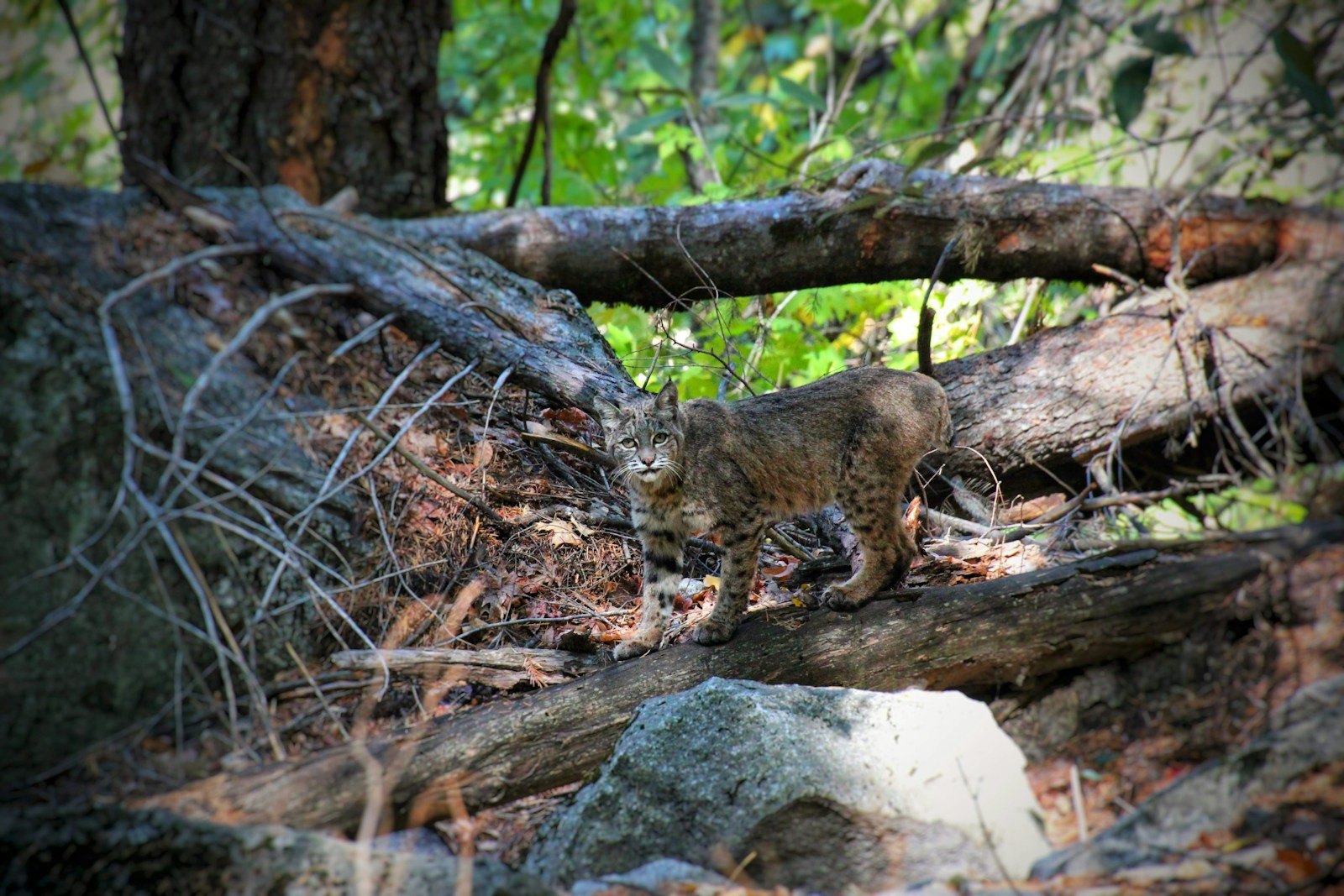24 States Where Bobcats Are Common - Housely