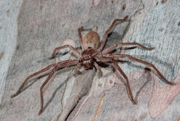 15 Types of Spiders That Make Great Pets - Housely