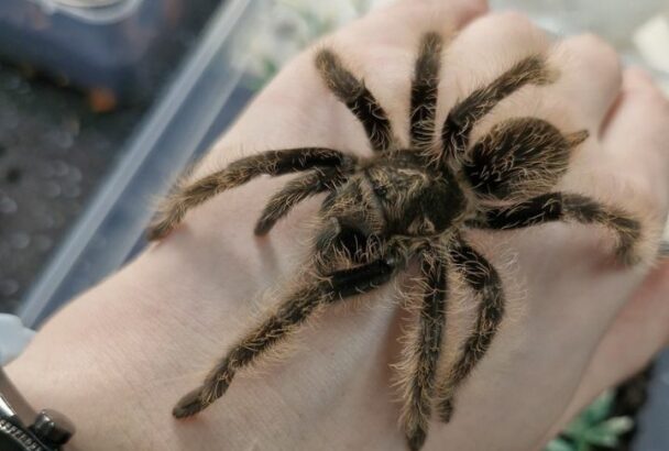 15 Types of Spiders That Make Great Pets - Housely