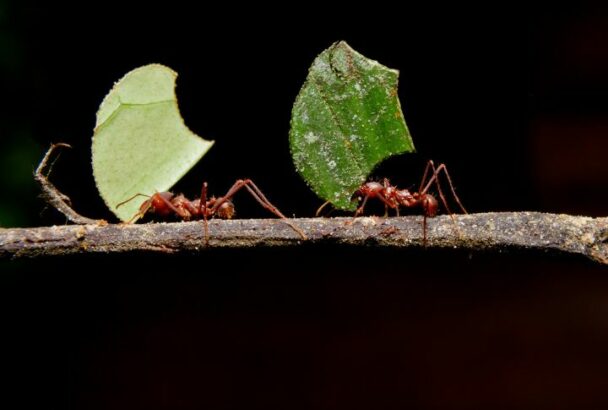 15 Facts About Bugs That Will Change How You View Them - Housely