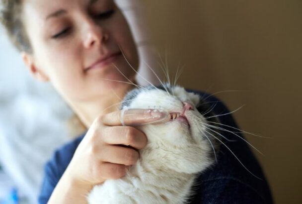 Everything You Need to Know About Tooth Resorption in Cats - Housely