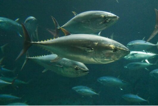 The 15 Exotic Varieties of Tuna - Housely