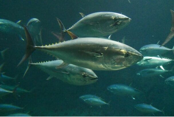 The 15 Exotic Varieties of Tuna - Housely