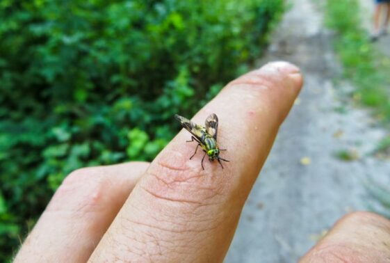 Top 20 Deadly Insects Found in the United States - Housely