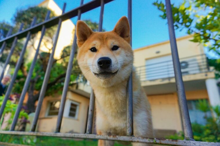 30 Cutest Dog Breeds - Housely