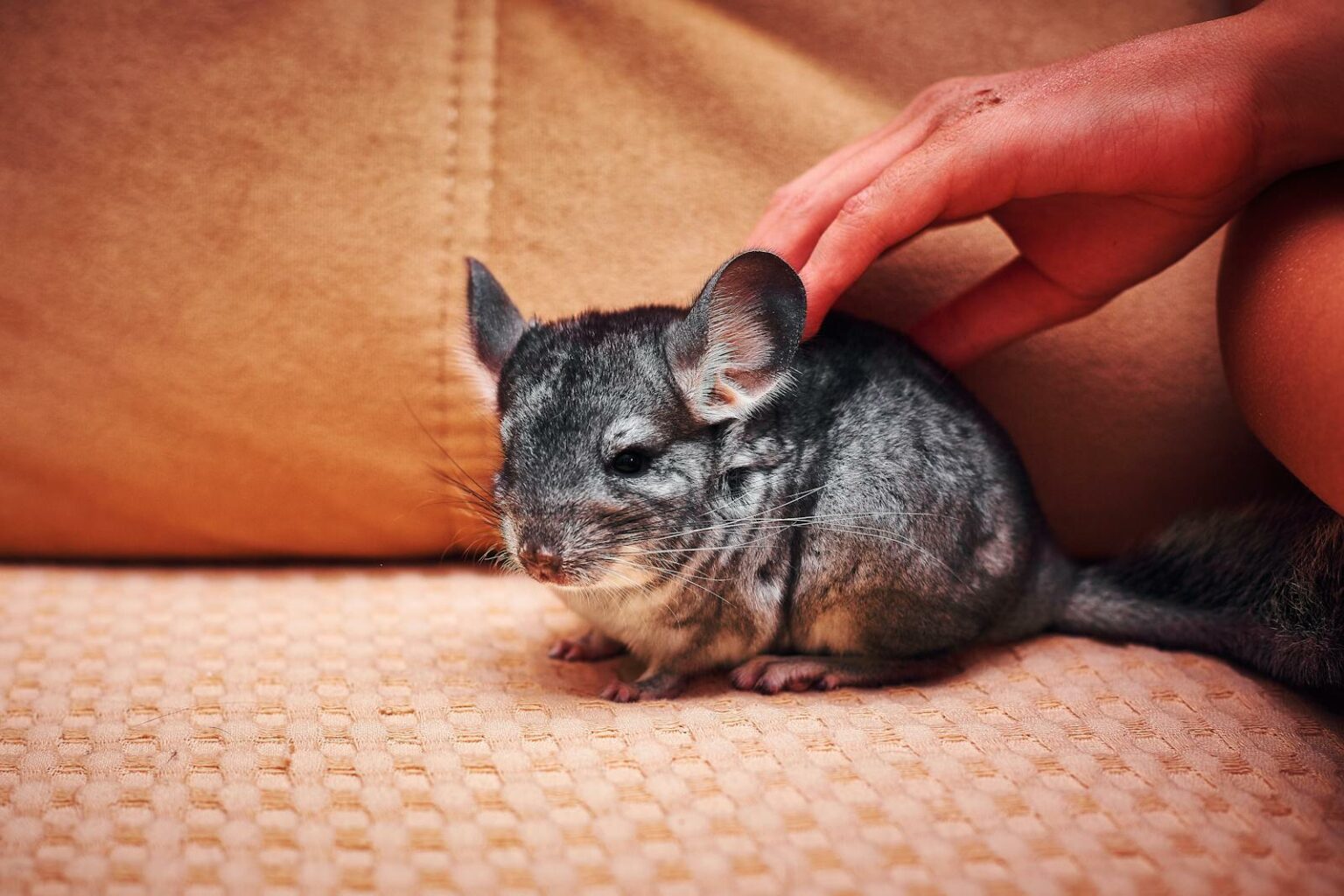 19 Most Popular House Pets in America - Housely