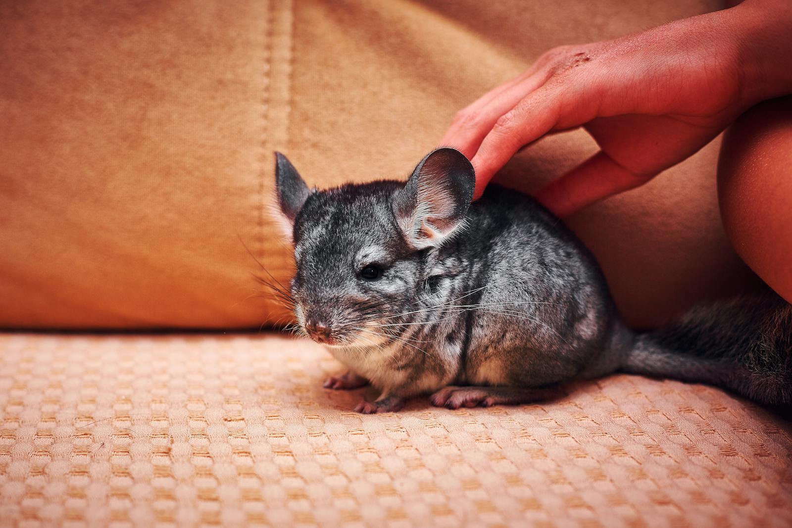 19 Most Popular House Pets in America - Housely