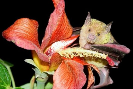 15 Facts About Bats That Make Them Unique - Housely