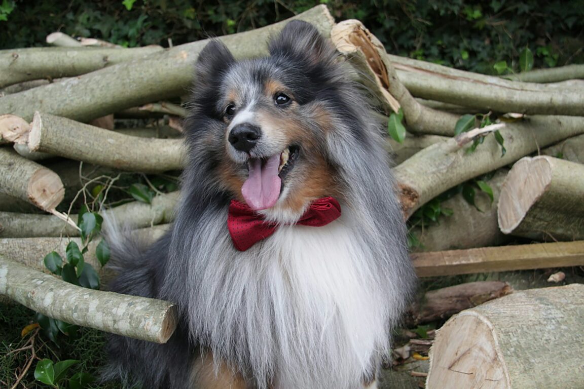 30 Cutest Dog Breeds - Housely