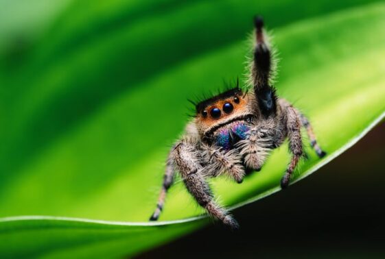 15 Types of Spiders That Make Great Pets - Housely