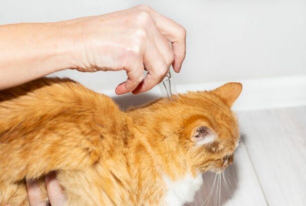 15 Ways to Soothe Your Cat's Itchy Skin - Housely