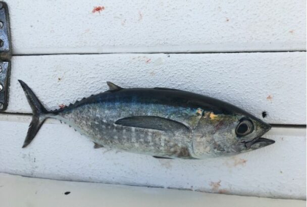 The 15 Exotic Varieties of Tuna - Housely
